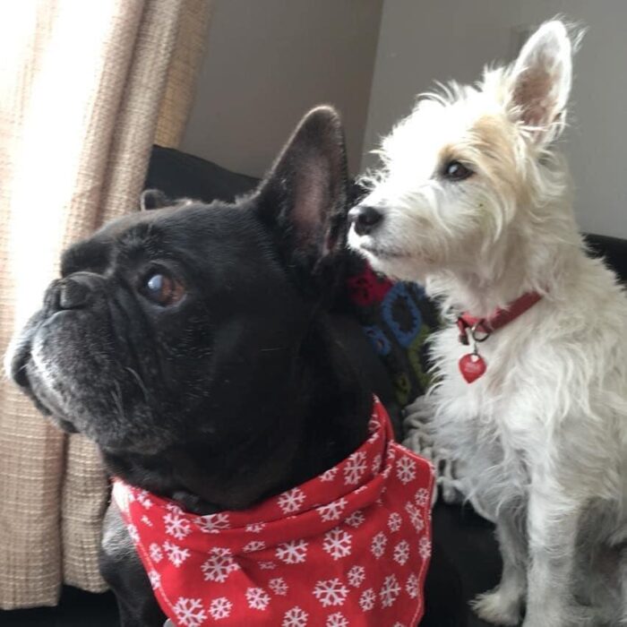 The Company of Dogs